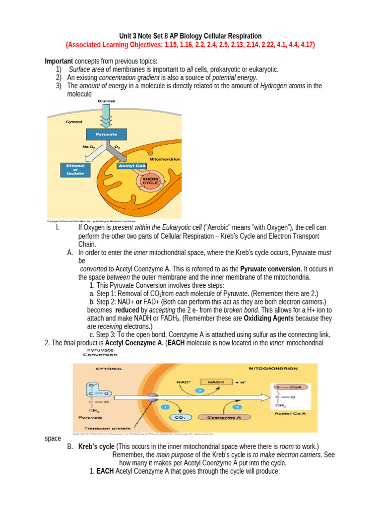Unit 3 Note Set 8 AP Biology Cellular Respiration Part 2 | PDF ...