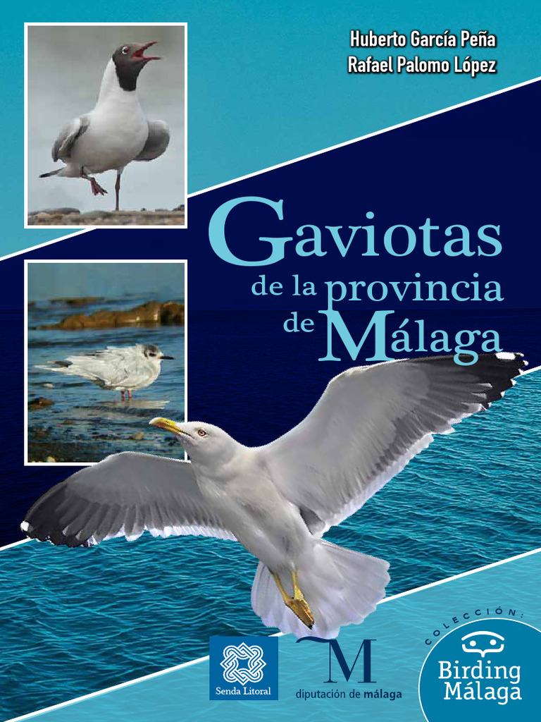 gaviotas-de-la-provincia-de-malaga | PDF | Aves | Pluma