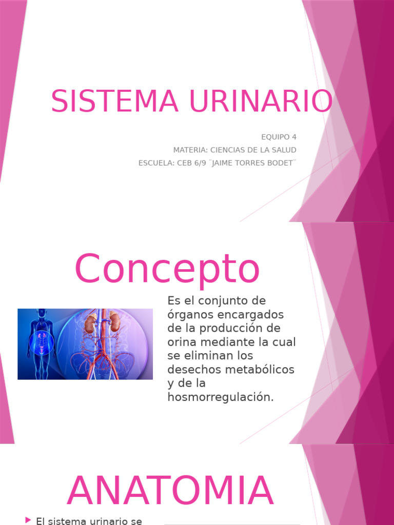 Sistema Urinario | PDF | Sistema urinario | Riñón