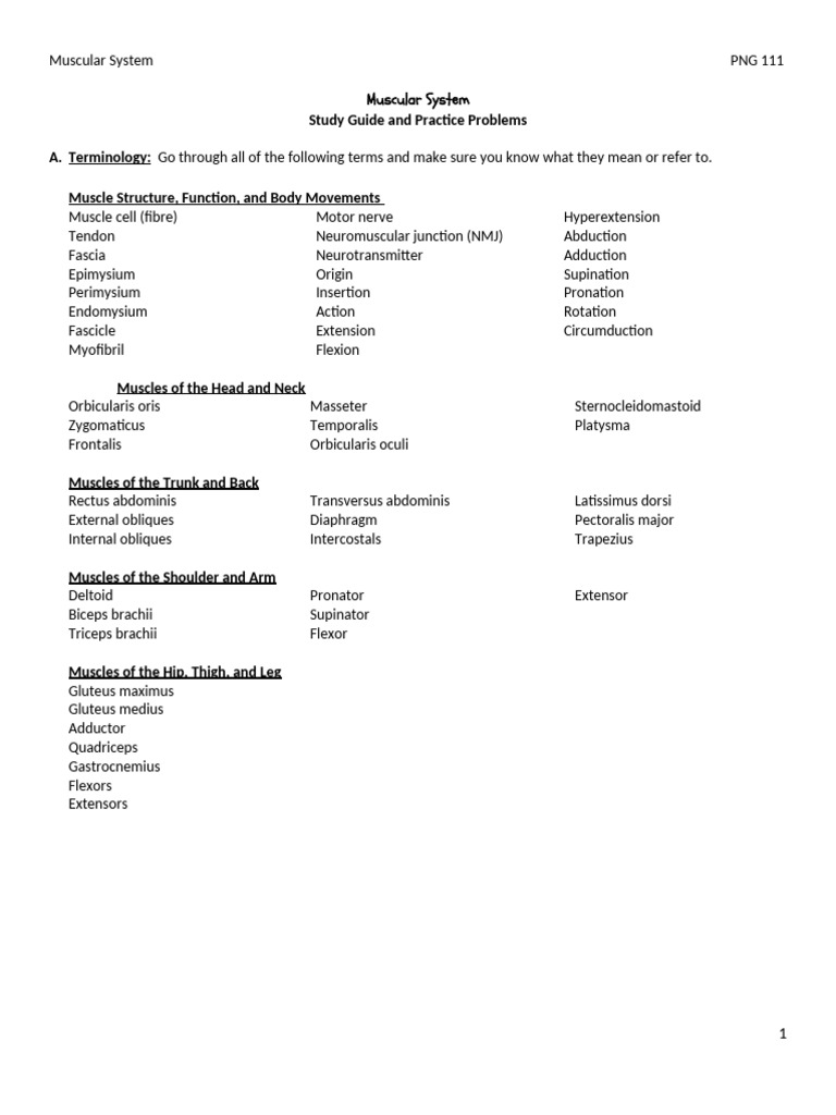 Muscular System - Study Guide and Practice Questions PNG 111 | PDF ...