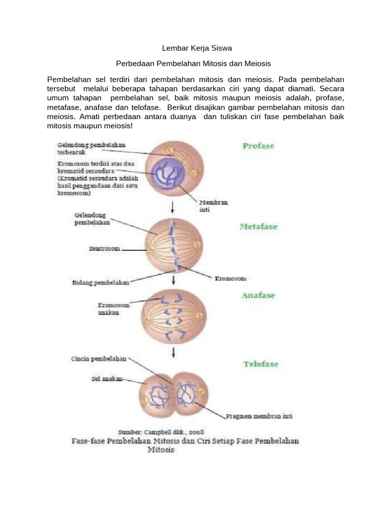 Pembelahan Mitosis Meiosis | PDF