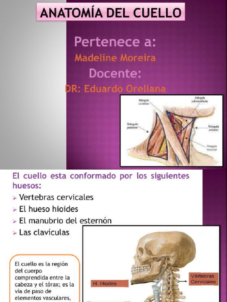 Anatomia del cuello - 20240411_145638 | PDF