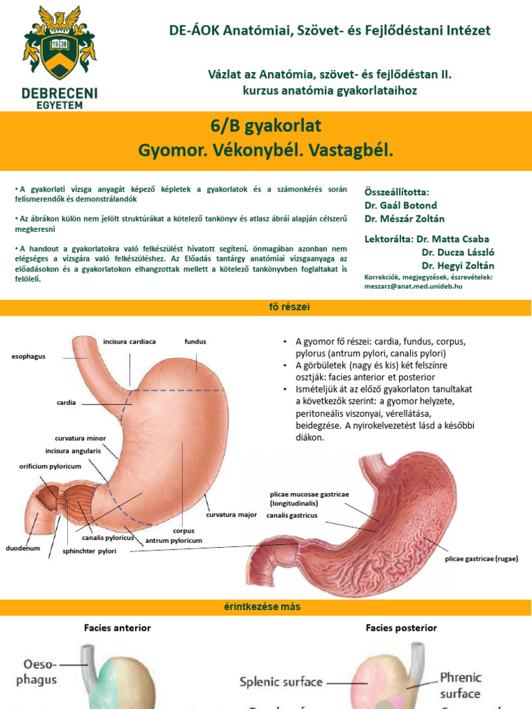 Gyomor. Vékonybél. Vastagbél. 6B Gyakorlat | PDF