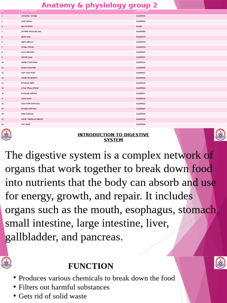 Anatomy Group 2 Presentation-4 | PDF | Digestion | Stomach
