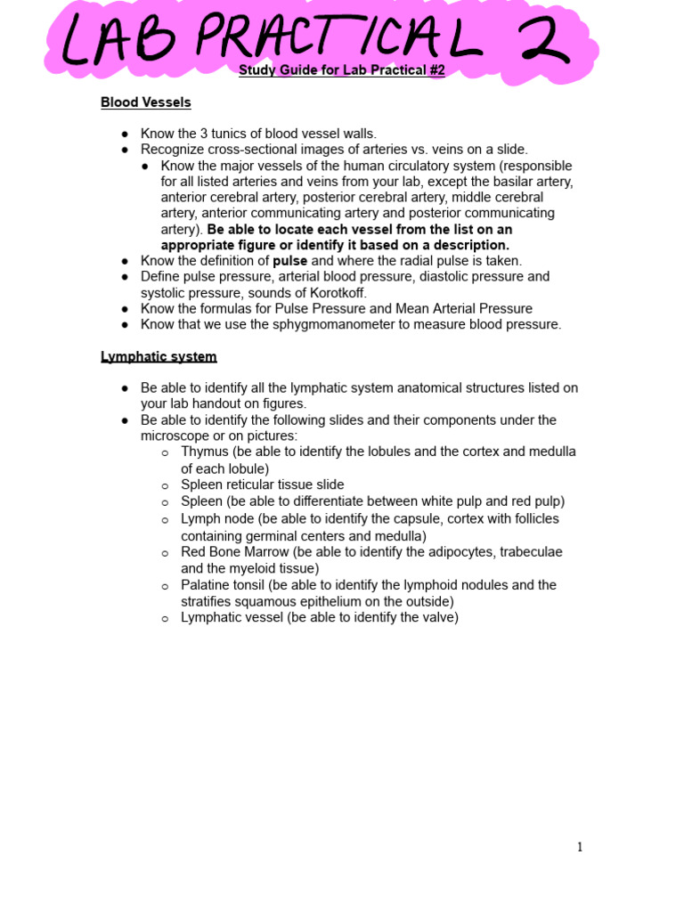 Prac 2 Pdf Lymphatic System Lymph Node