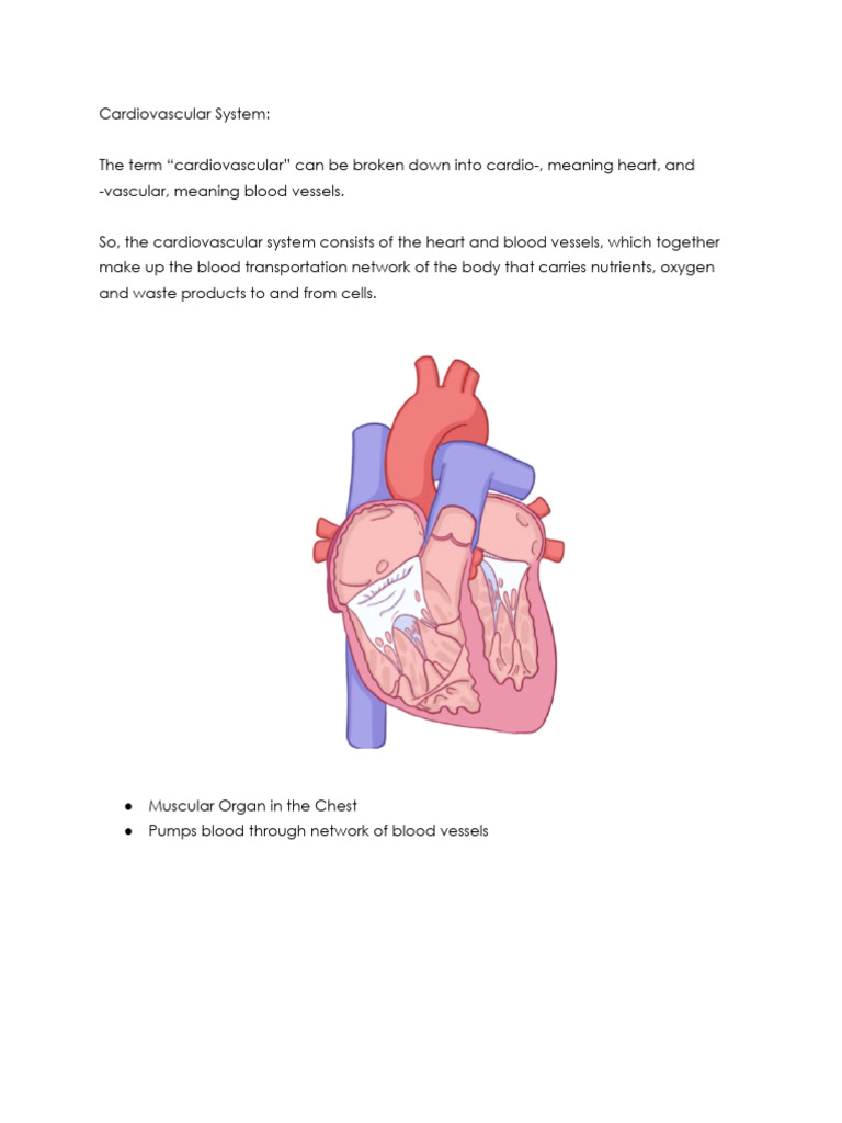 Cardiovascular System | PDF | Blood Vessel | Vein