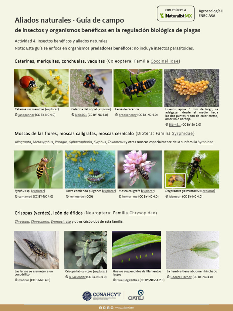 Guía Insectos Benéficos | PDF | Coccinellidae | Mosca