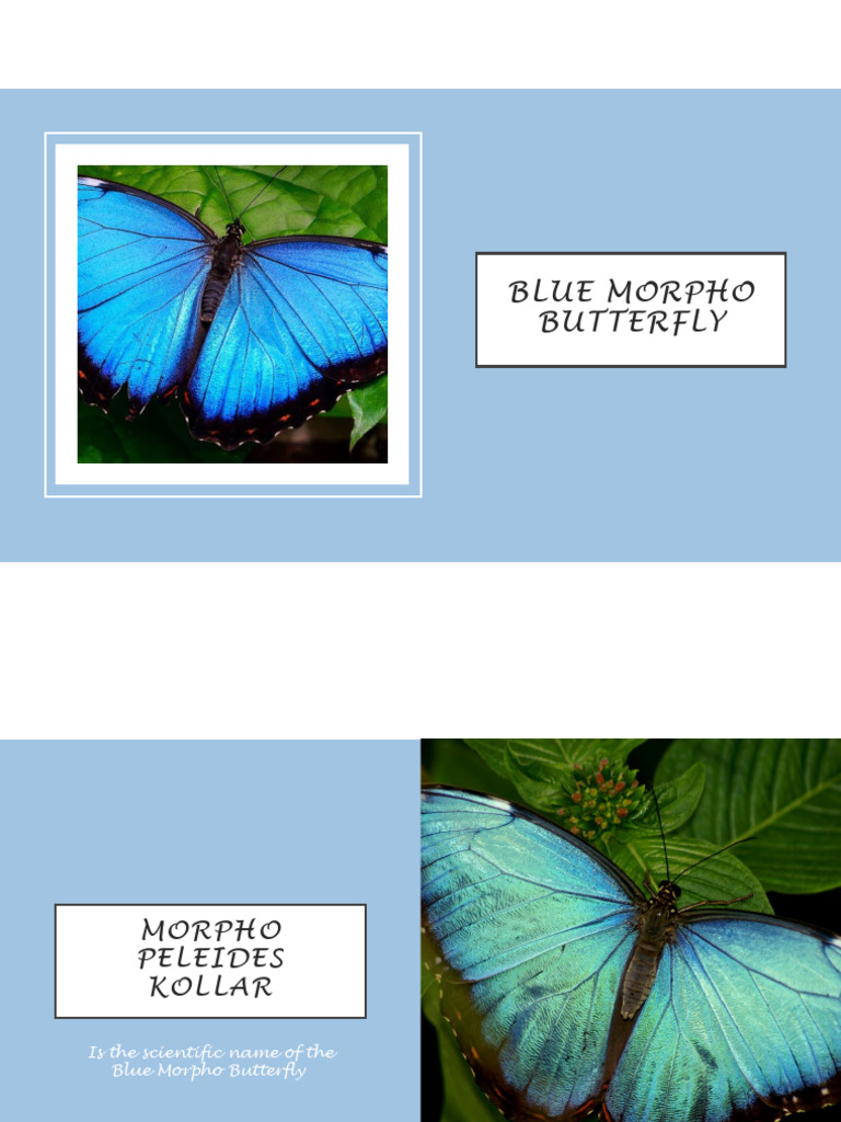 Blue Morpho Butterfly Facts | PDF | Butterfly | Insects