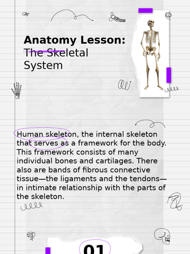 skeletal system | PDF | Vertebra | Vertebral Column