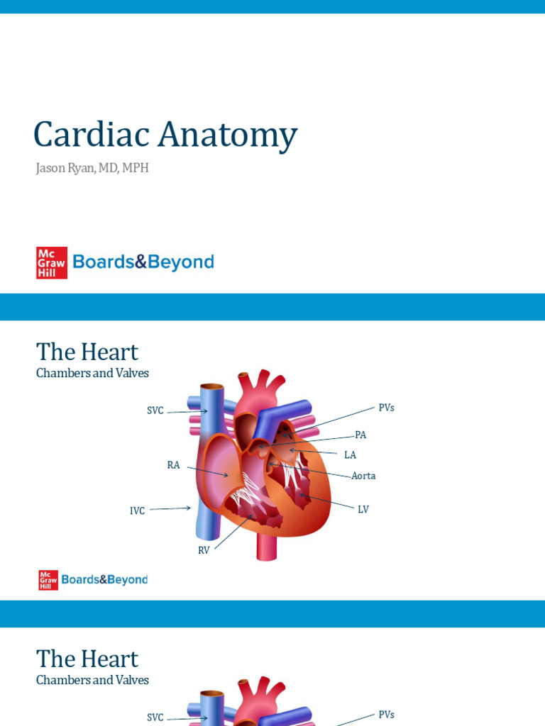 Cardiology Slides - 1P 2024 - 3 | PDF | Heart | Blood Pressure
