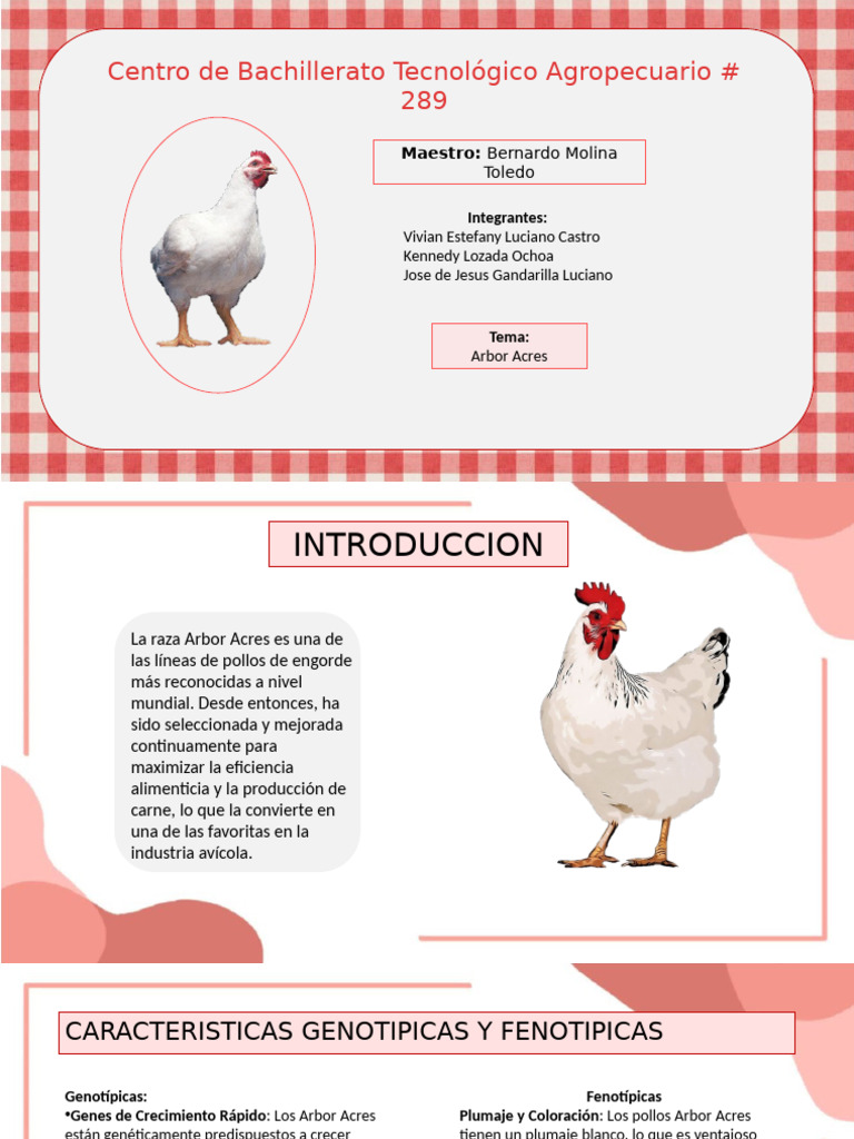 Raza Arbor Acres | PDF | Pollo | Carne