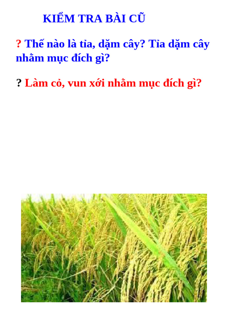 Bai 20 Thu Hoach Bao Quan Va Che Bien Nong San | PDF