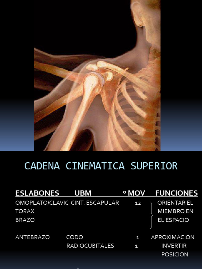 1- CADENA CINEMATICA SUPERIOR, HOMBRO_0 (1) | PDF | Hombro | Sistema ...