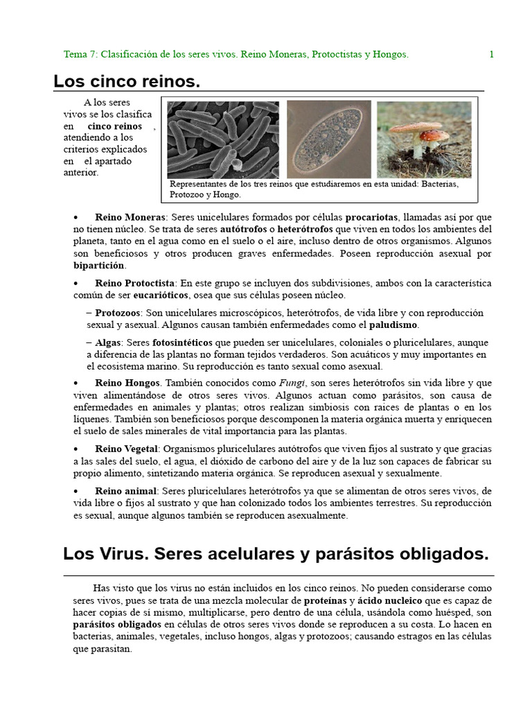 Clasificación de Seres Vivos | PDF | Plantas | Hongo