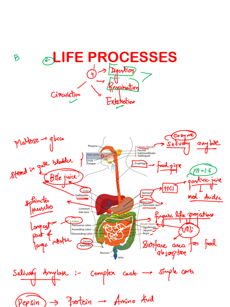 11 & 13 - Lecture - 6 - & - 7 - LIFE - PROCESSES - PART - 1 - & - 2 ...