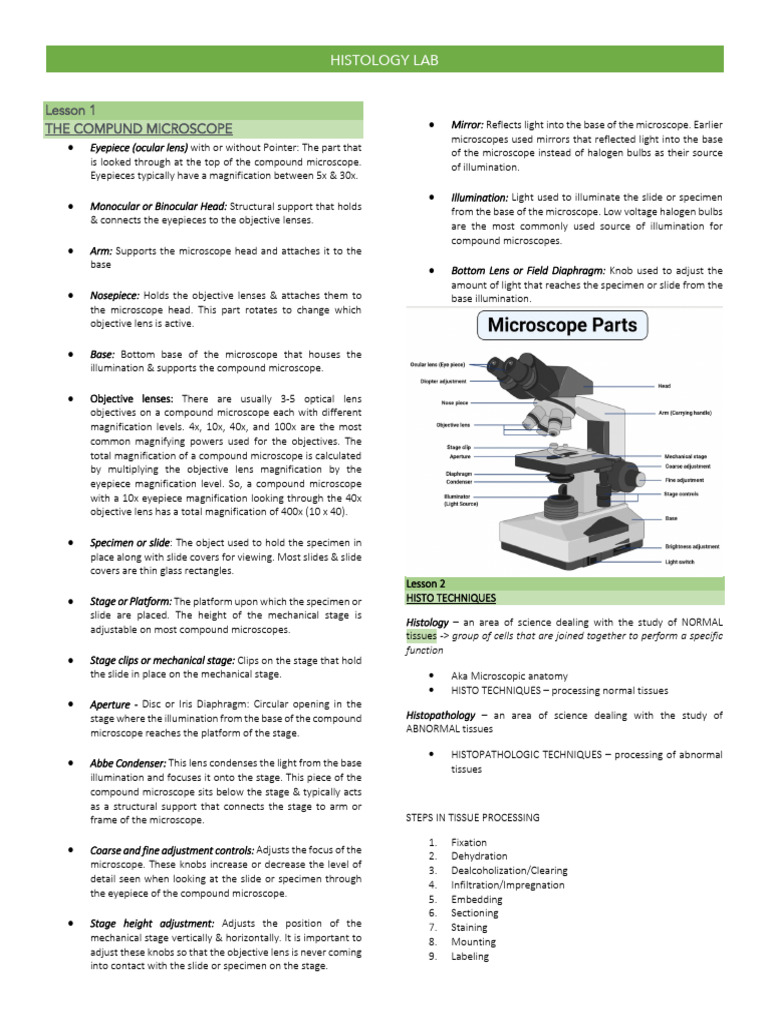 Histology | PDF | Epithelium | Mitosis