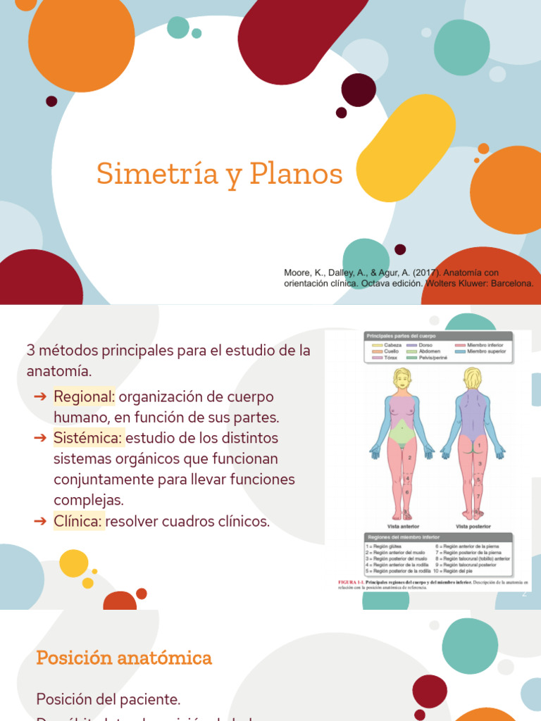 Anatomía: Planos y Posiciones | PDF | Cráneo | Sistema musculoesquelético