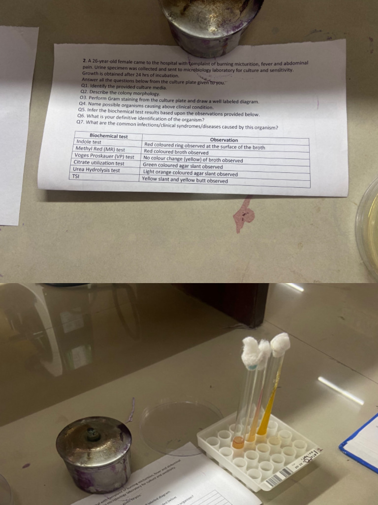 Micro Practical Spotters | PDF