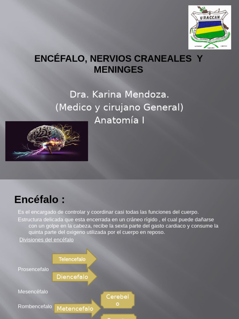 nervios craneales | PDF | Cerebro | Sistema nervioso central