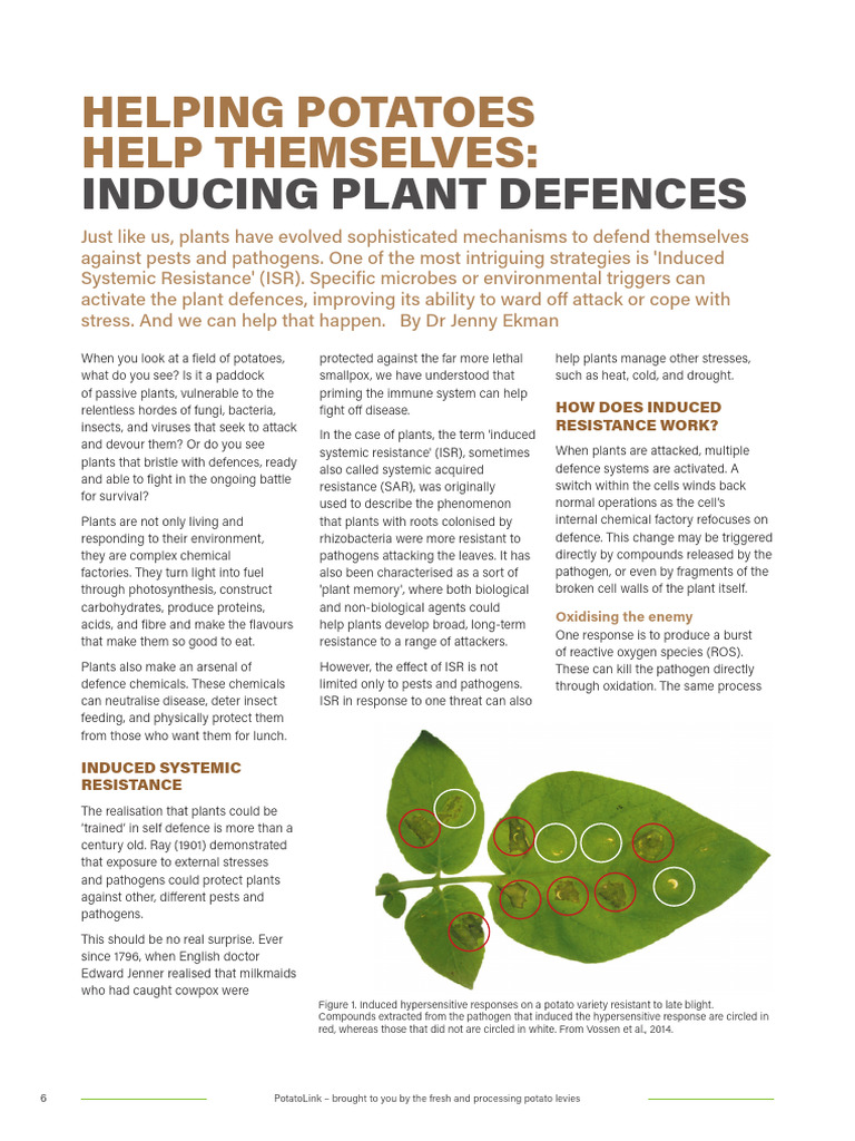 Inducing Plant Defenses in Potatoes | PDF | Potato | Plants
