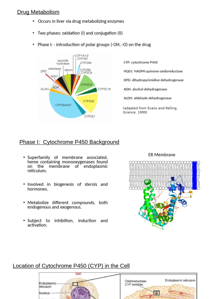 Cytochrome P450 Drug Metabolism | PDF | Cytochrome P450 | Nicotinamide ...