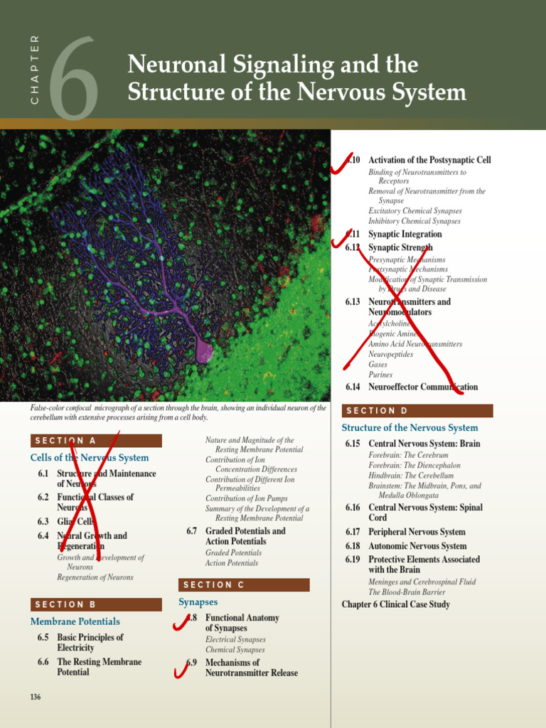 Vander_s Human Physiology 14th Edition 4 | PDF | Axon | Neuron