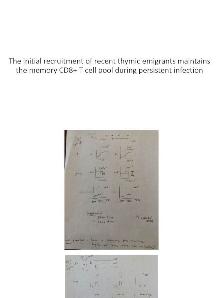 T Cell Recruitment MCMV | PDF