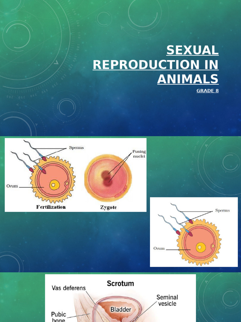 Sexual Reproduction In Animals | PDF