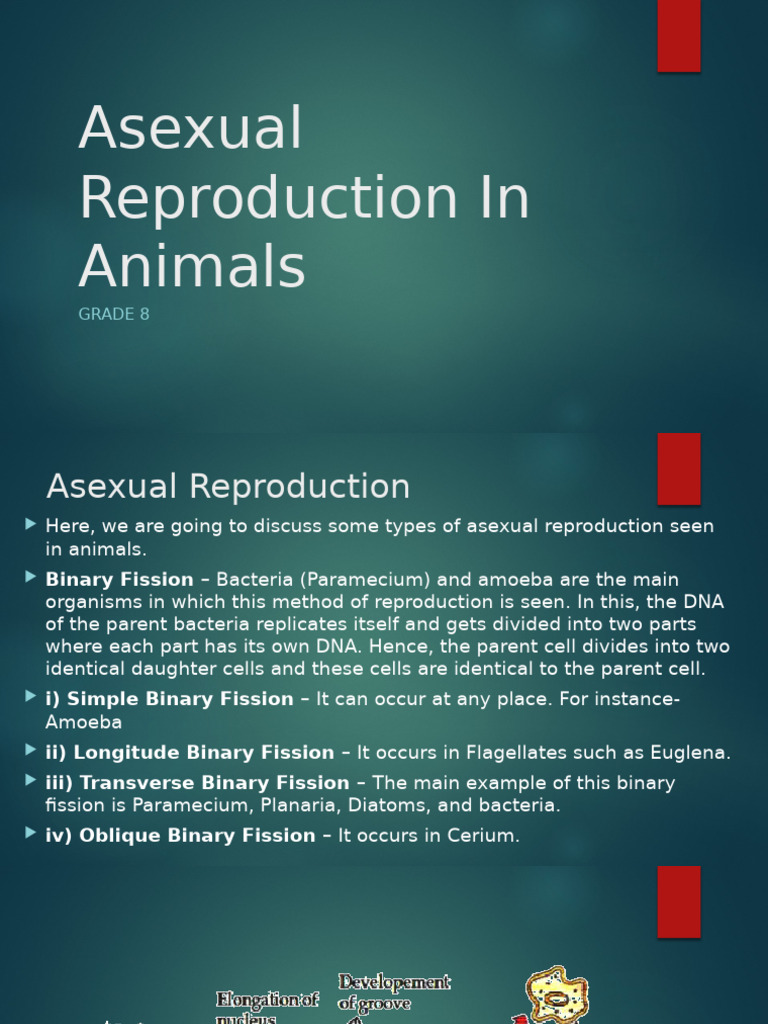Asexual Reproduction Methods in Animals | PDF | Reproduction ...