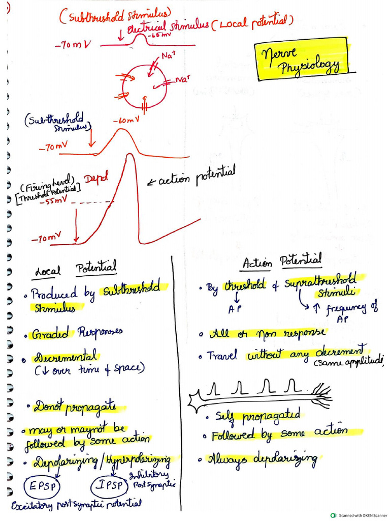 Nerve-Muscle Physiology | PDF