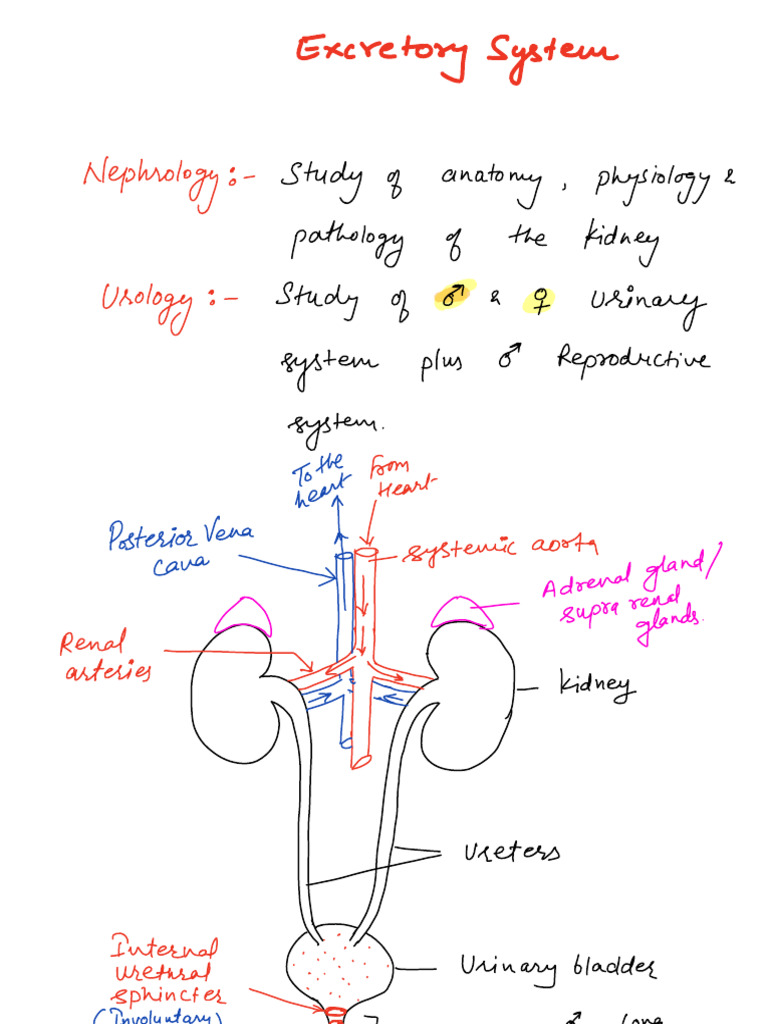 Excretory System | PDF | Angiotensin | Kidney