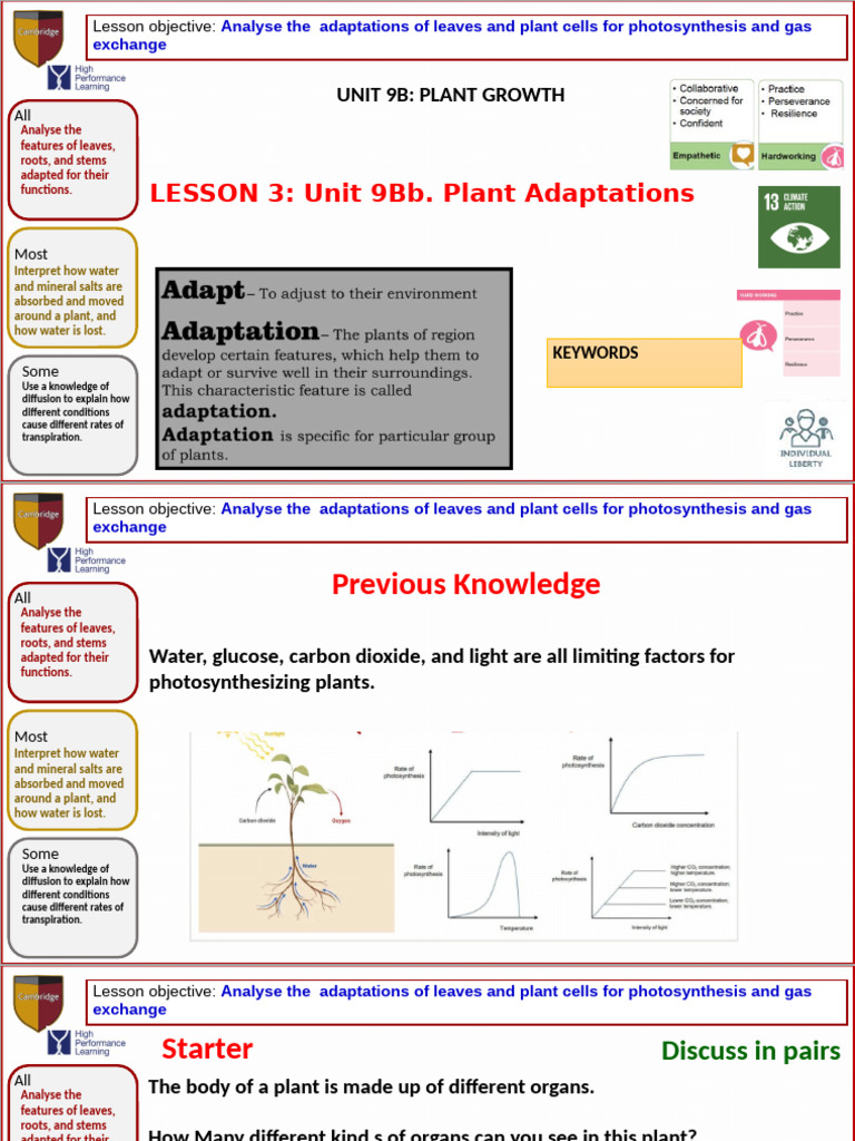 Plant Adaptations for Photosynthesis | PDF | Stoma | Leaf