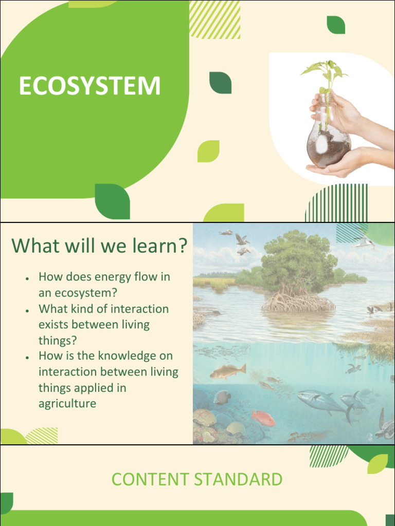 2.1 Energy Flow in An Ecosystem | PDF | Foods | Food Web
