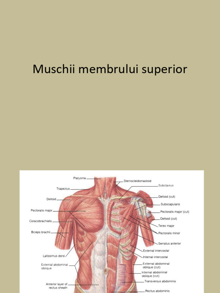 Anatomia Muschilor și Vaselor Membrului Superior | PDF | Thumb ...