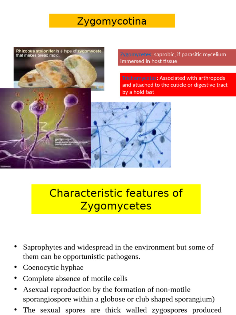 Overview of Zygomycetes Characteristics | PDF