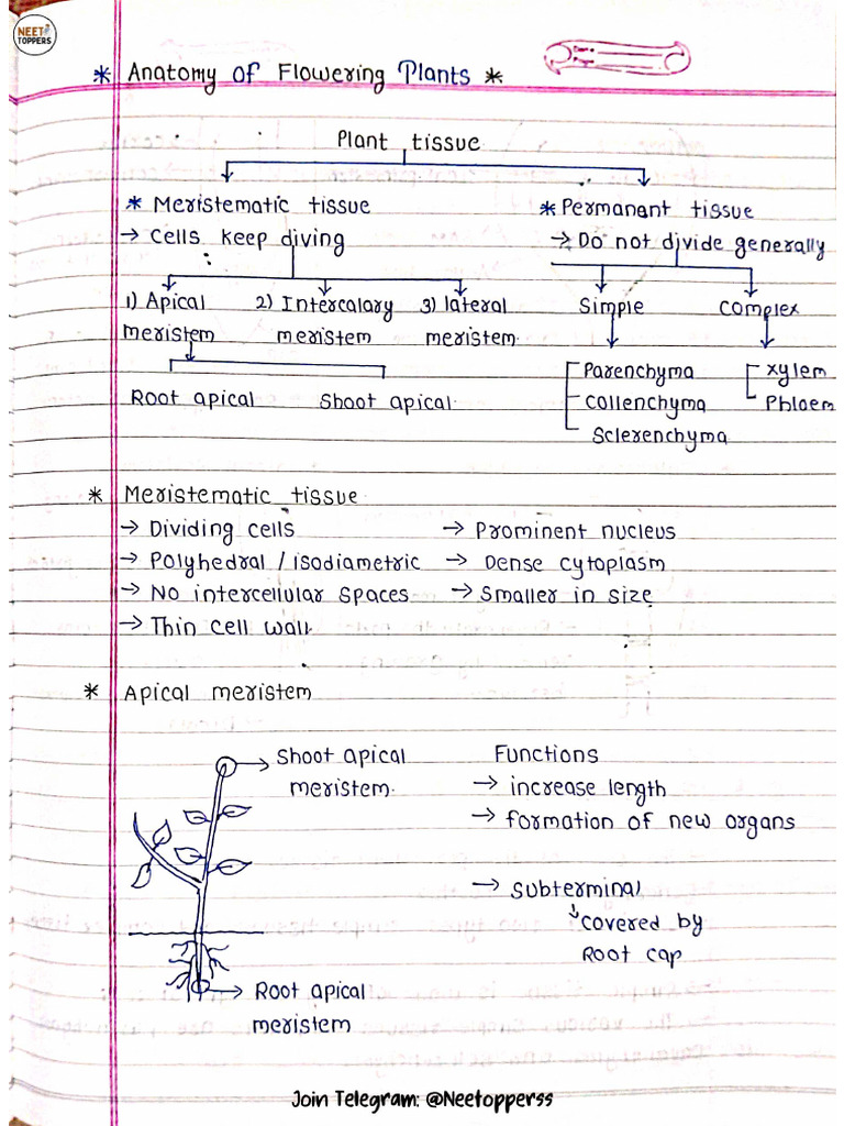 Anatomy of Flowering Plants Short Notes | PDF