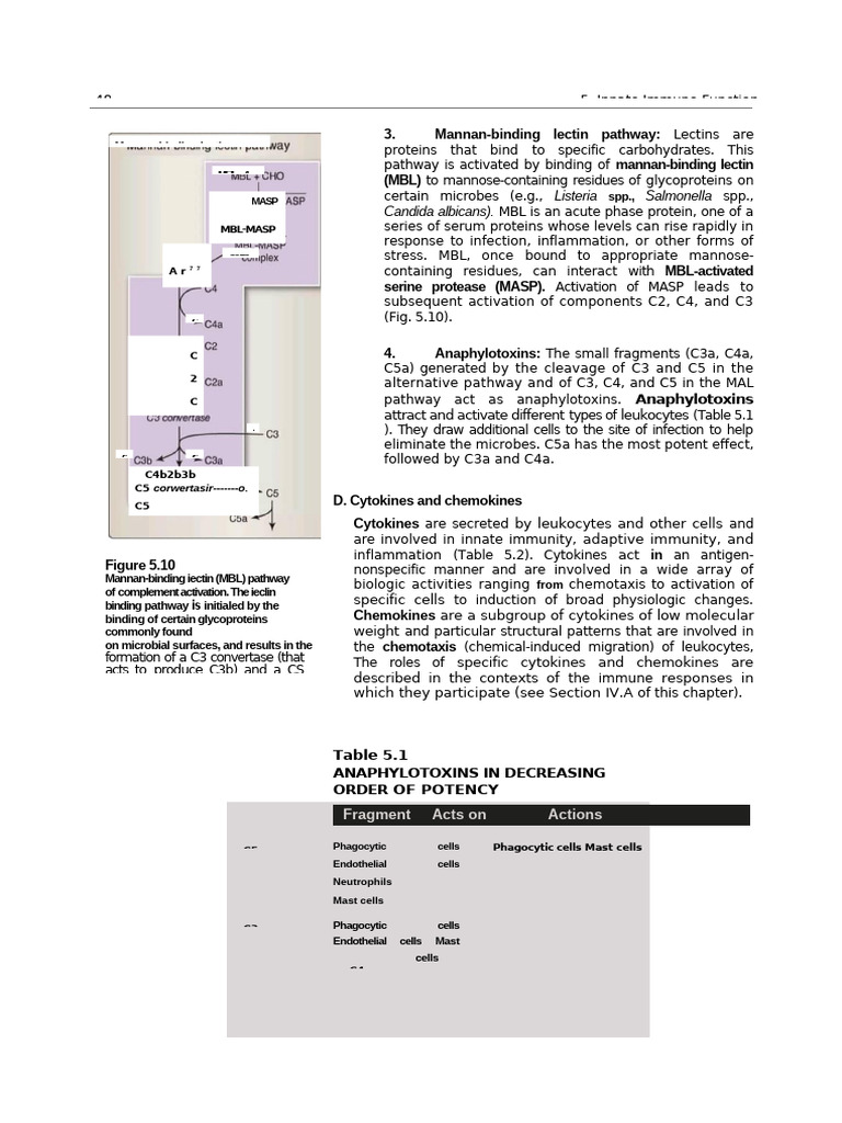 Cellular defence | PDF | Phagocyte | Innate Immune System