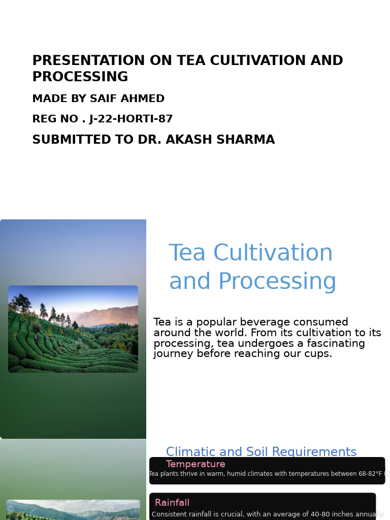 Tea Cultivation and Processing Overview | PDF | Tea | Plants