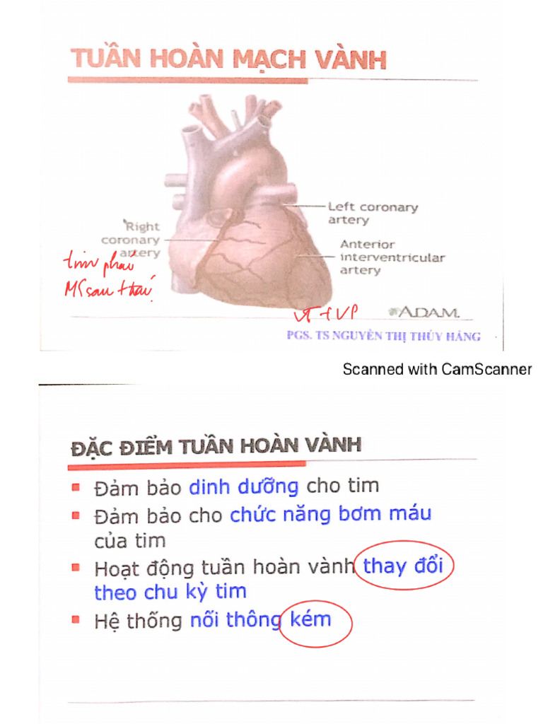 SINH LÝ MẠCH VÀNH | PDF