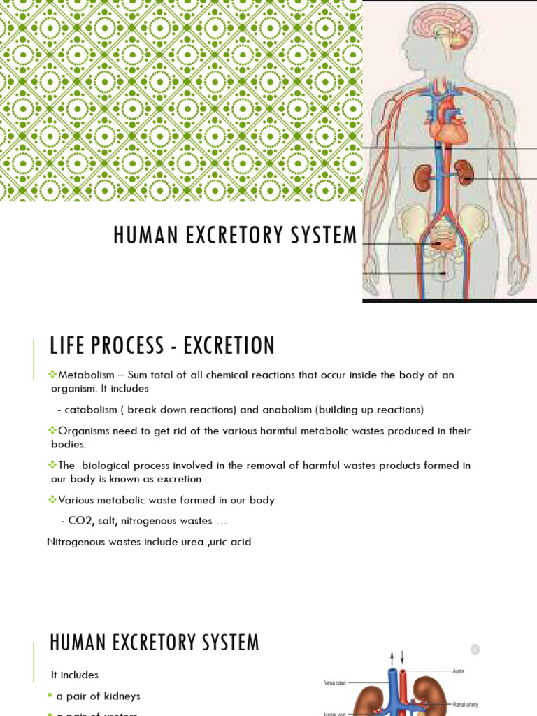 Human Excretory System | PDF | Kidney | Abdomen