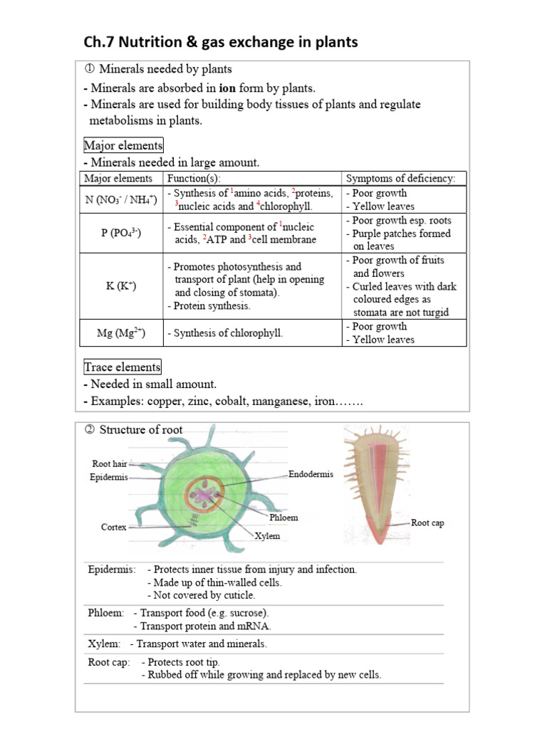 Bio Ch.7 Nutrition & gas exchange in plants | PDF | Leaf | Root