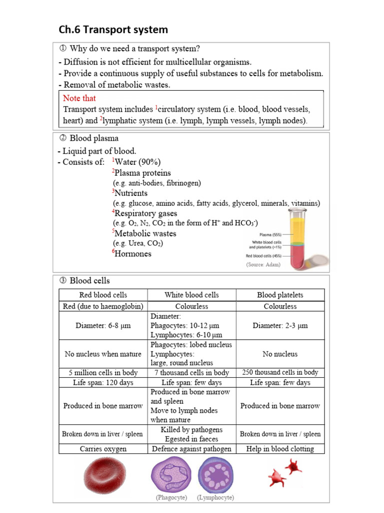 Blood Transport System Overview | PDF | Heart | Heart Valve