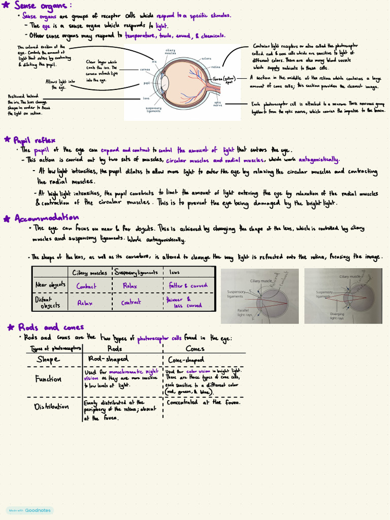 Ch 14 pg. 3 | PDF | Eye | Visual System
