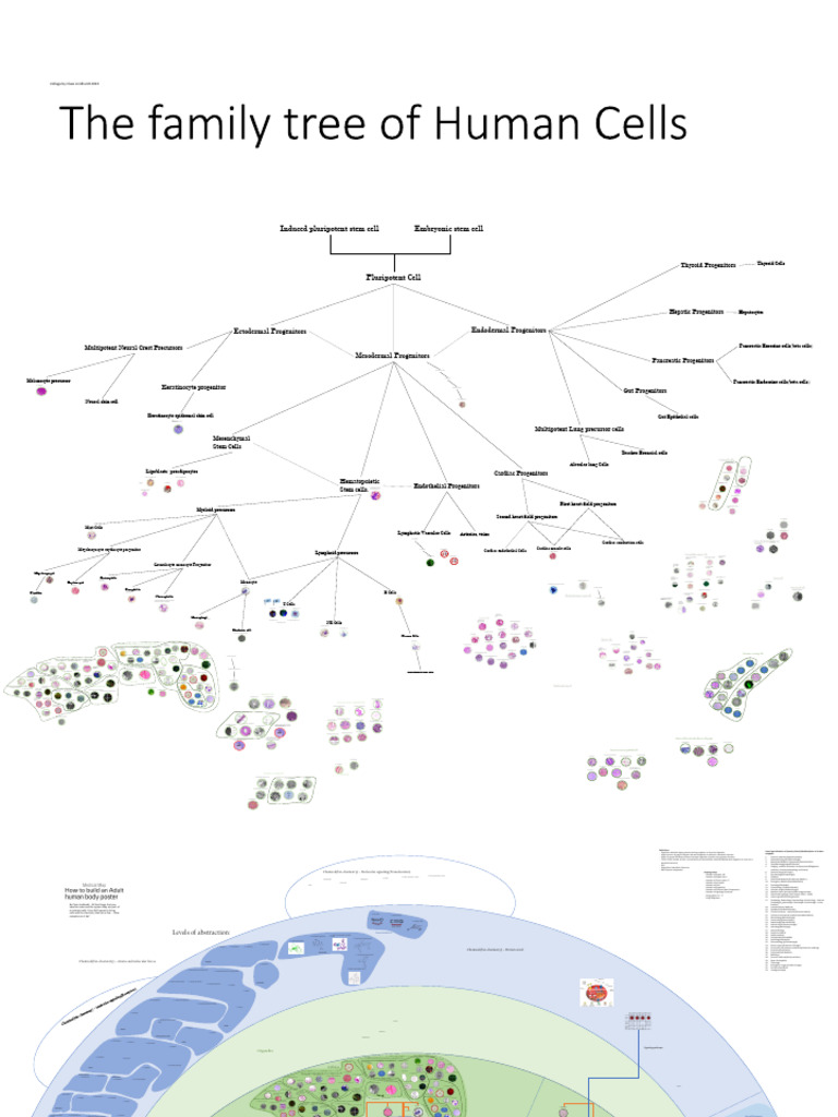 Family Tree of Human Cells | PDF | Cell Potency | Stem Cell