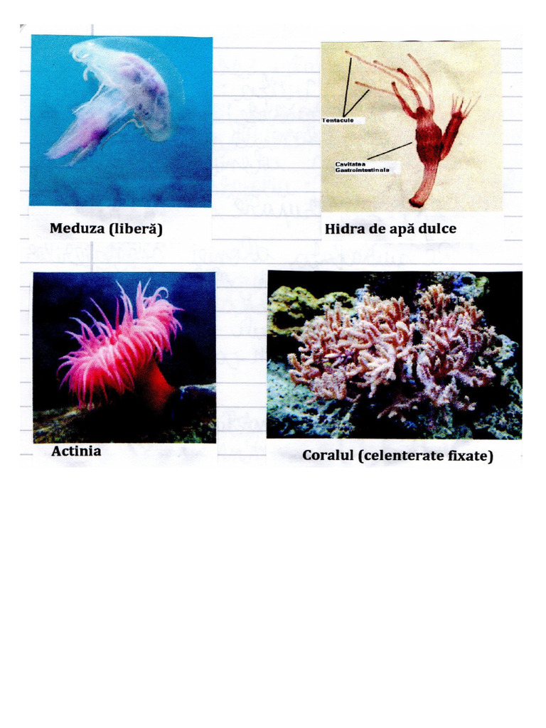 Viețuitoare Acvatice | PDF