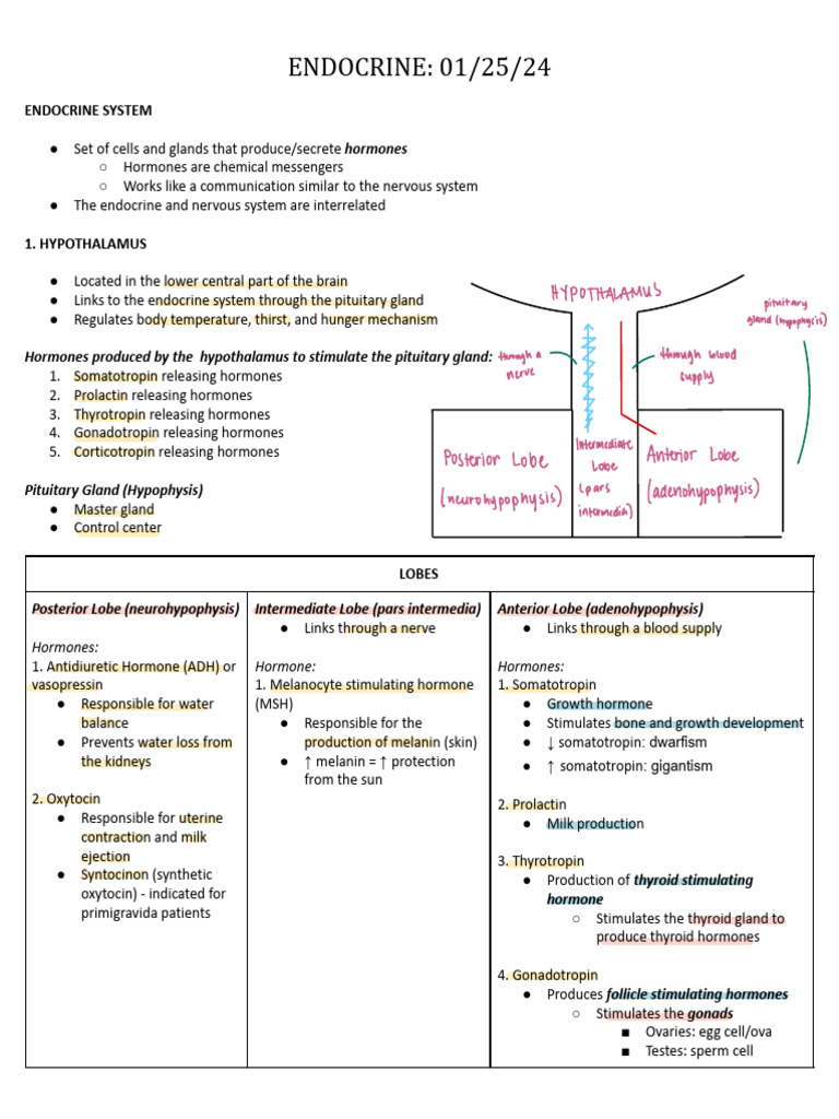 Endocrine (Med Surg Nursing) | PDF | Adrenal Gland | Growth Hormone