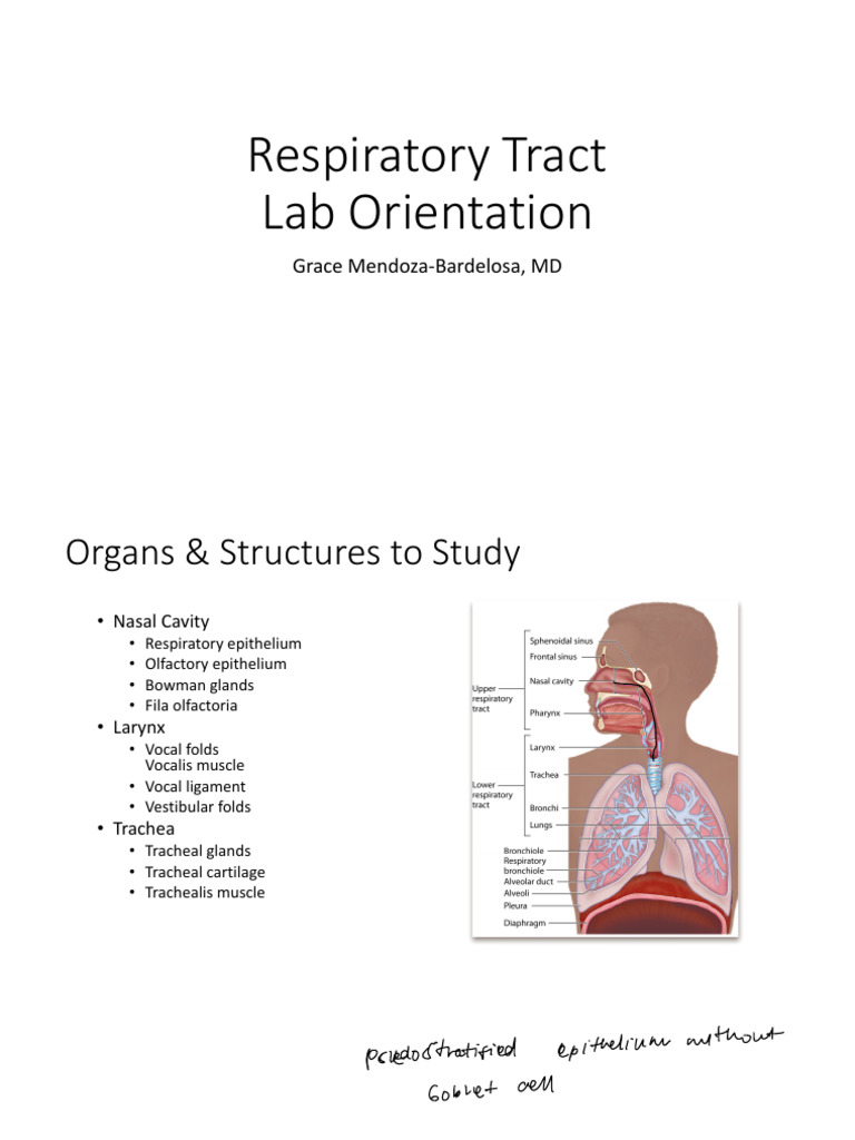 Respiratory Tract Lab Orientation Guide | PDF