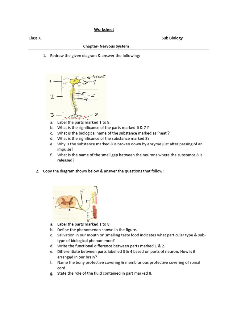 Class X Biology: Nervous System Worksheet | PDF | Nervous System | Nerve