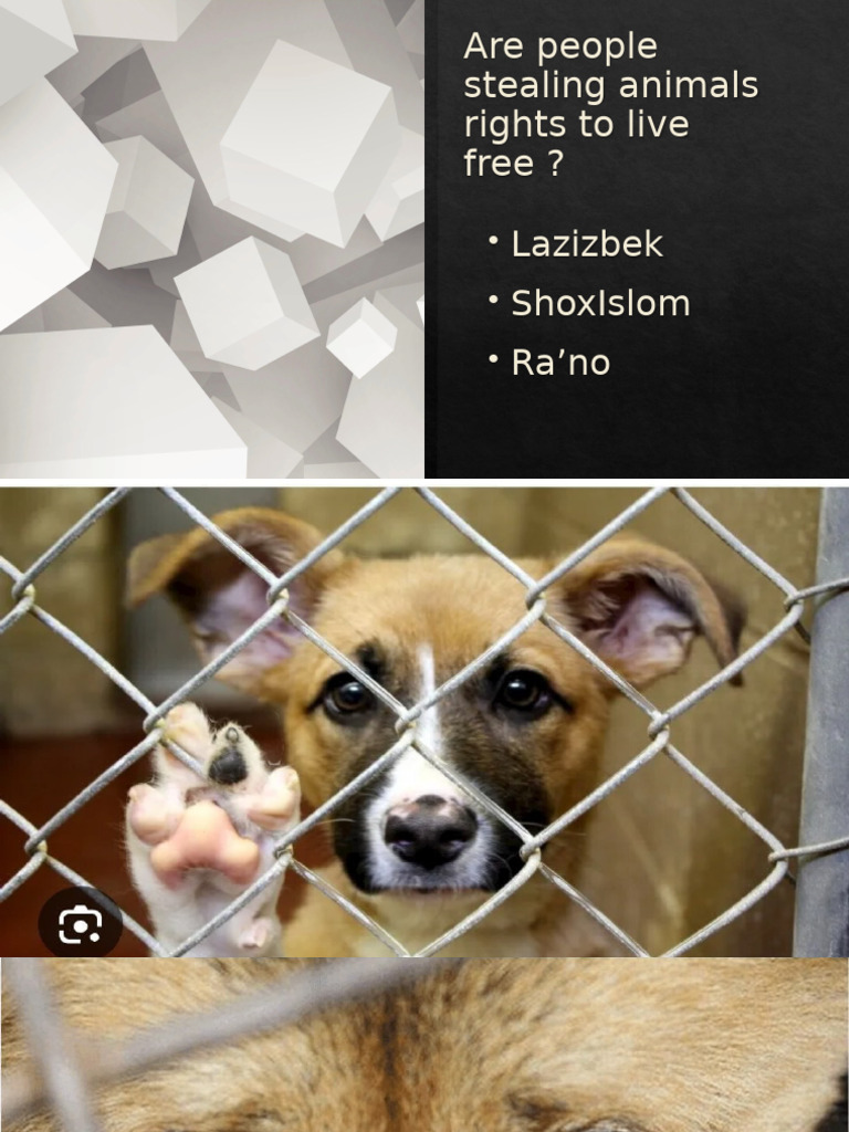 Are People Stealing Animals Rights To Live Free | PDF