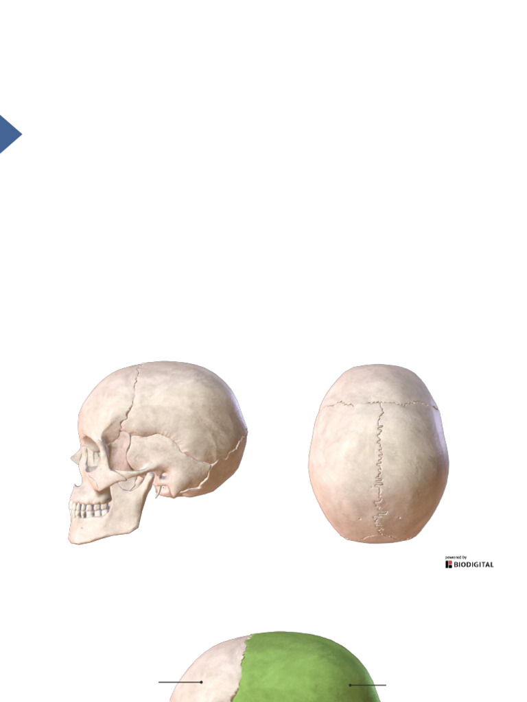 Mastoid Process in Skull Anatomy | PDF | Skull | Primate Anatomy